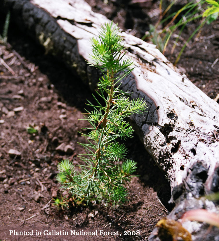 Plant a Tree as a Gift | Unique Eco-Friendly Gift for Nature Lovers