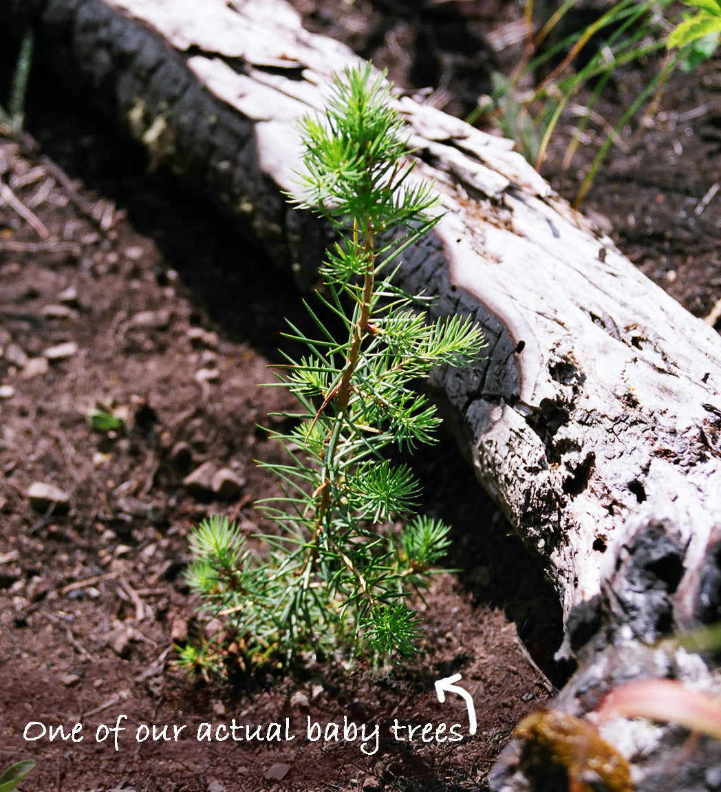 Plant a Tree as a Gift | Unique Eco-Friendly Gift for Nature Lovers