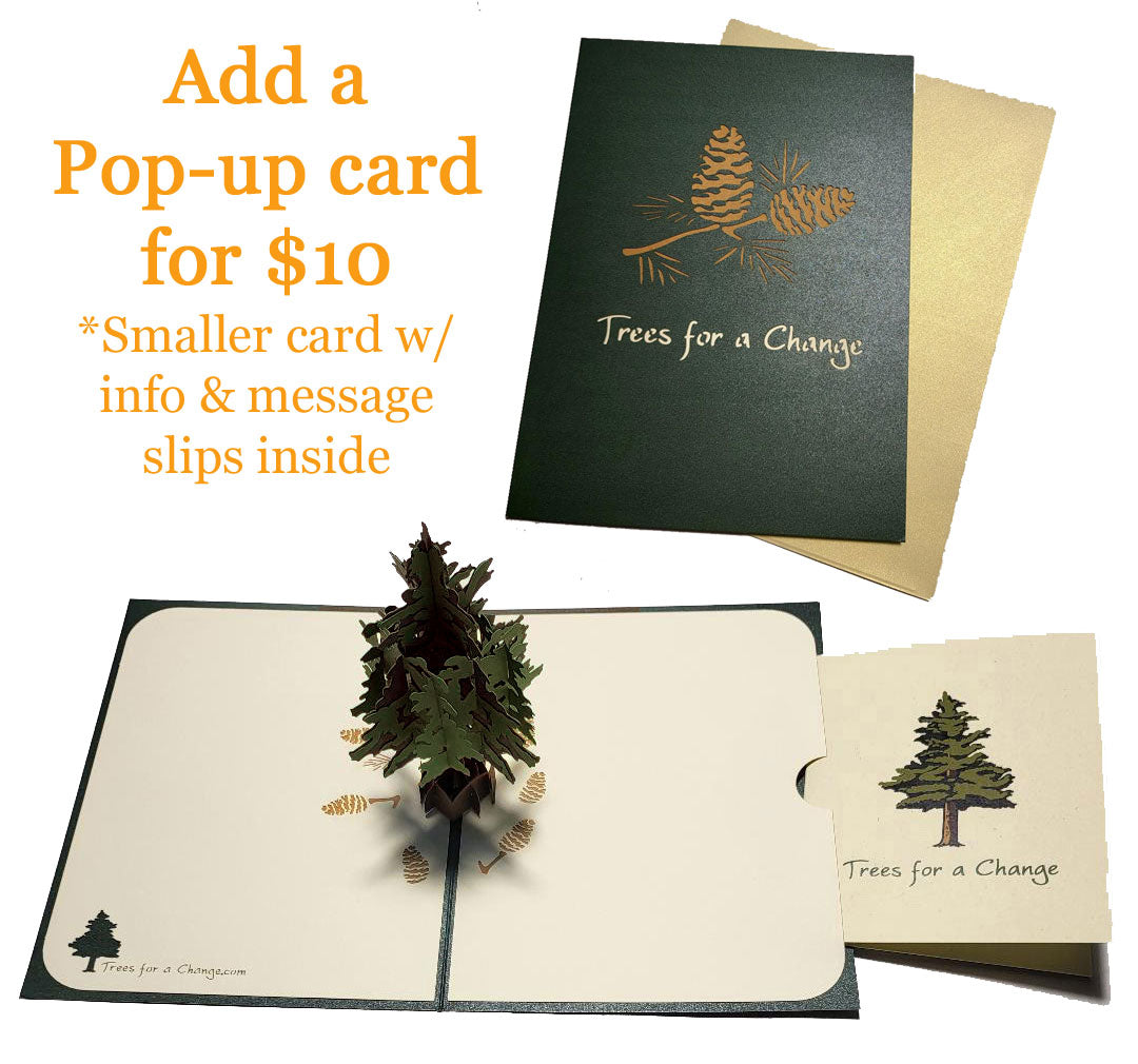 Memorial Tree Gift | Tree Memorials | In Memory Tree