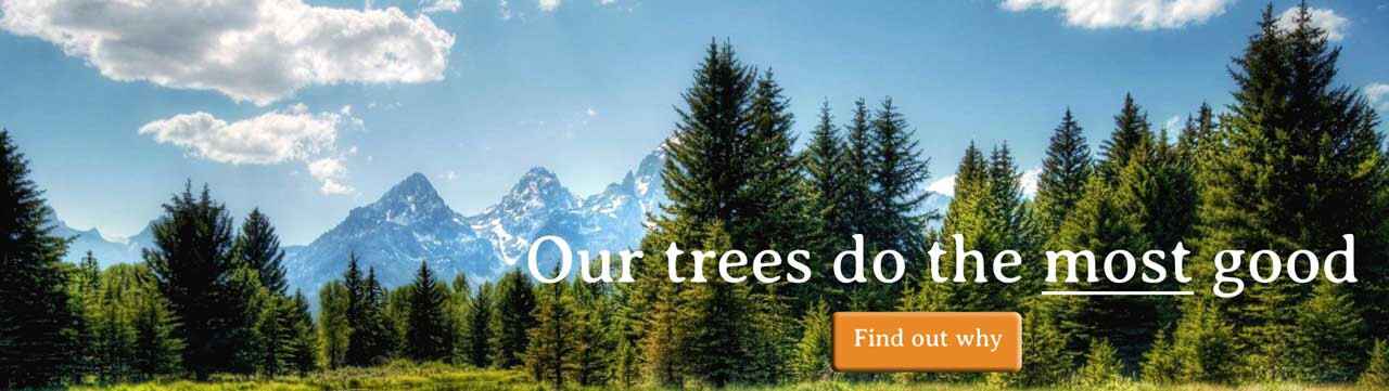 Trees planted for gifts, memorials, & pet memorials